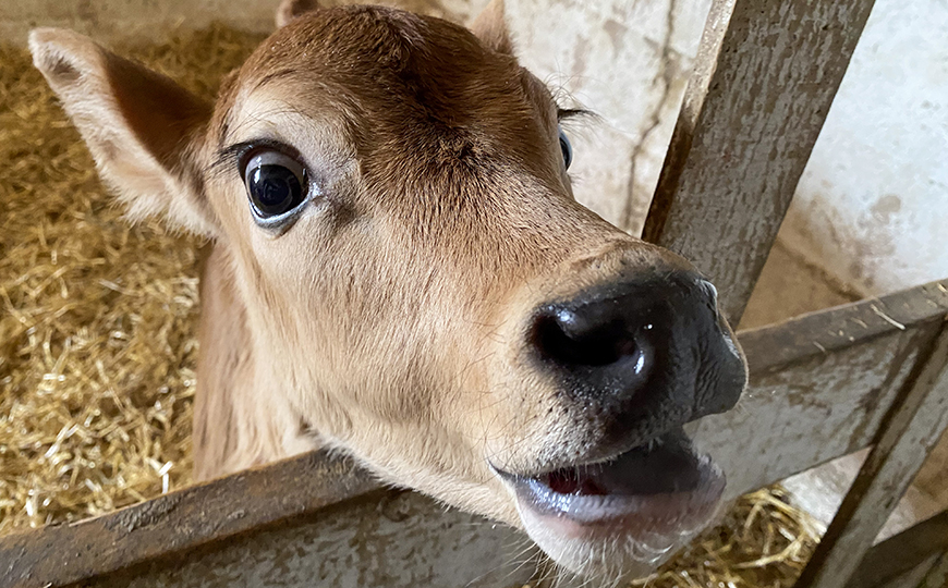 Cow on the Farm | St. Charles Park District
